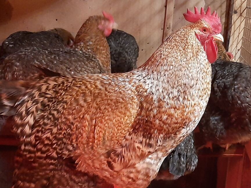 Инкубационное яйцо билефельдер