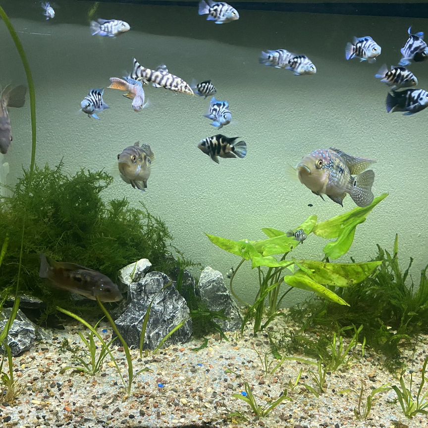 Аквариумные рыбки