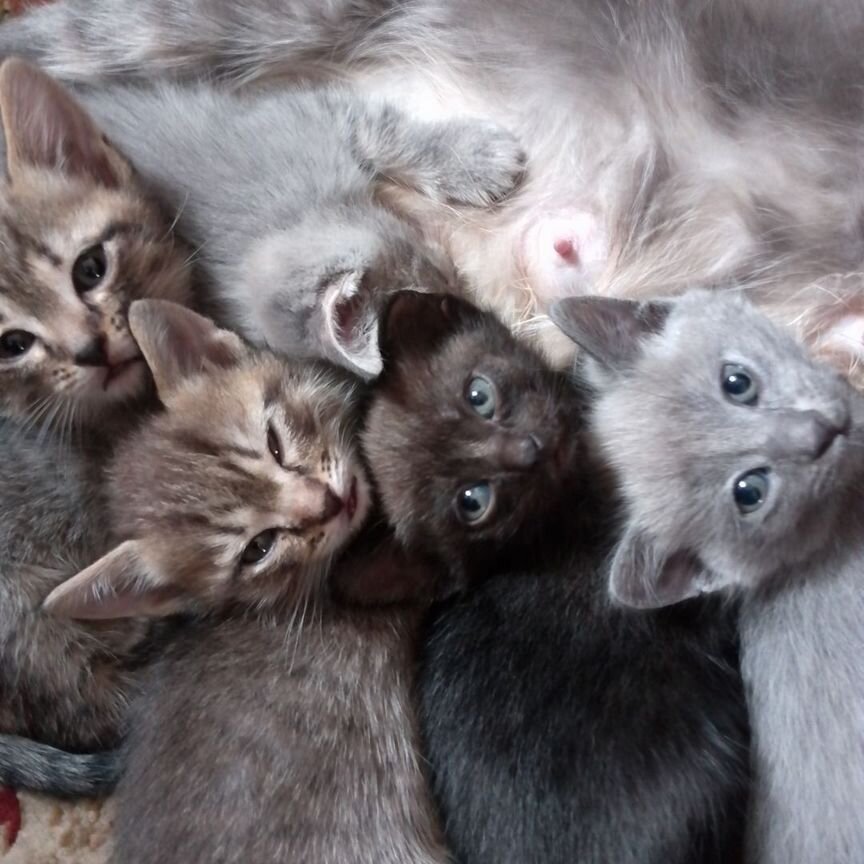 Отдам бесплатно котят