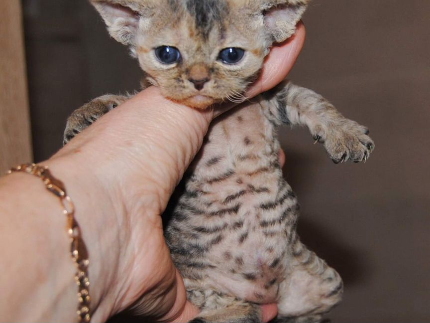 Девон-рекс девочка