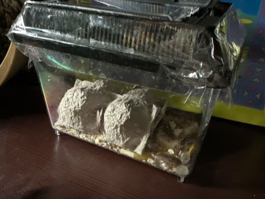 Террариум с туркменскими тараканами