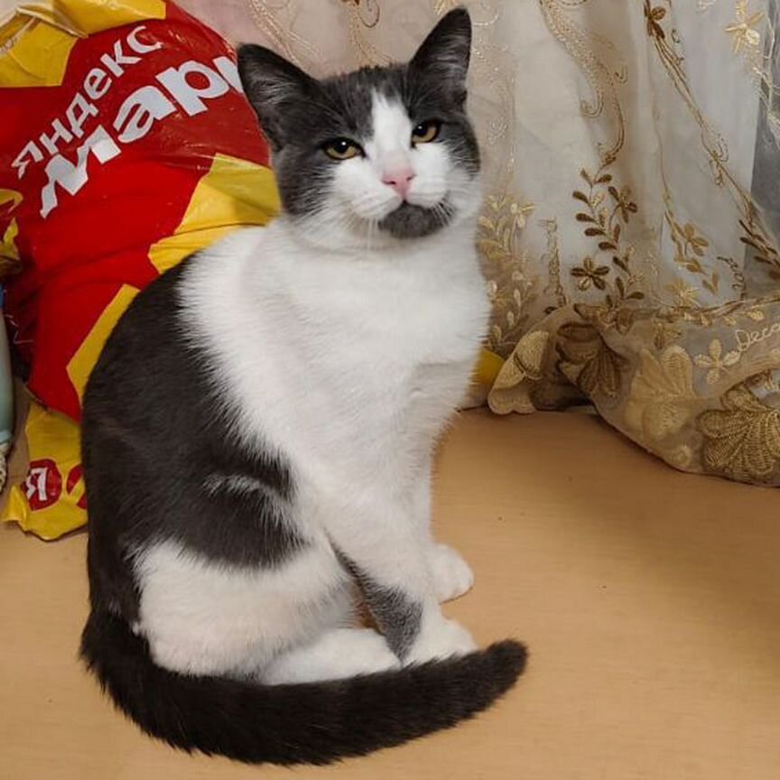 Котенок