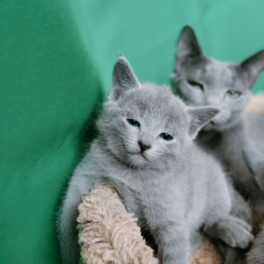 Котята породы русская голубая