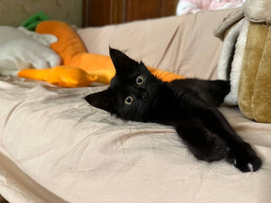 Нежный, Ласковый, Игривый котёнок ищет любящий дом