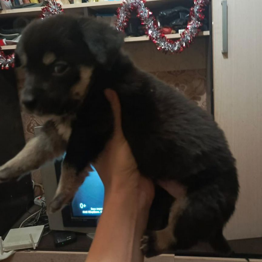 Щенок в добрые руки