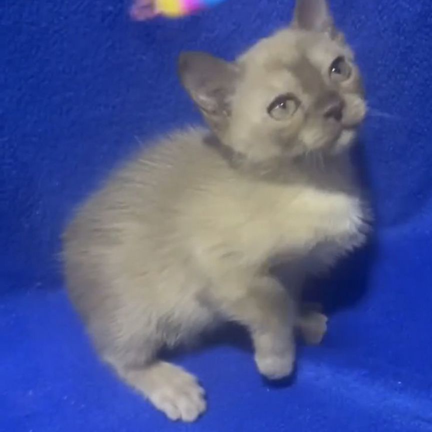 Европейский бурманский котёнок