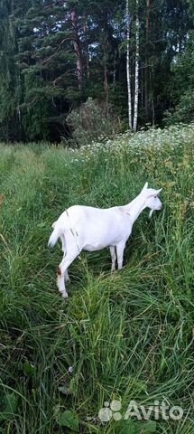 Продам козу 1,5 года