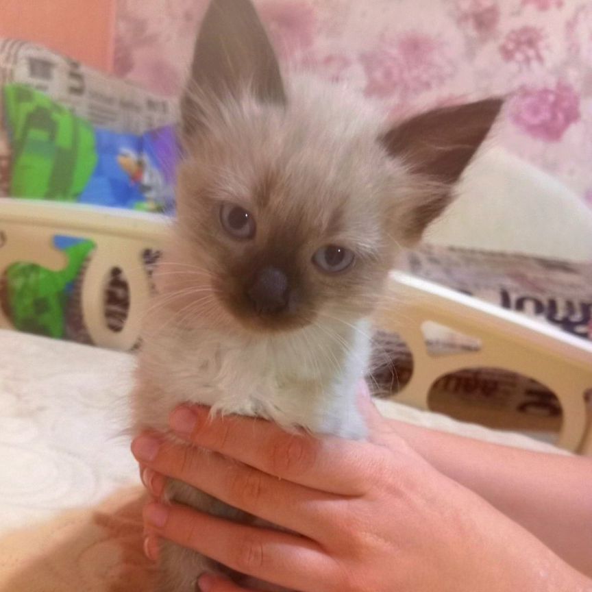 Котёнок в добрые руки