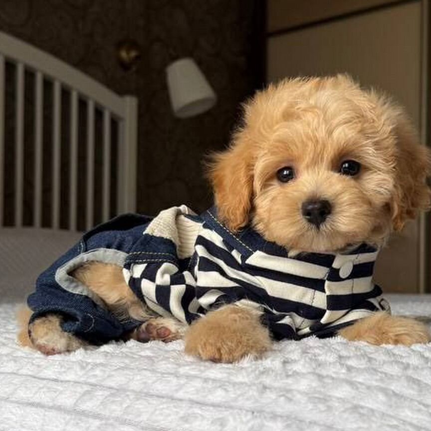 Мальтипу, щенок