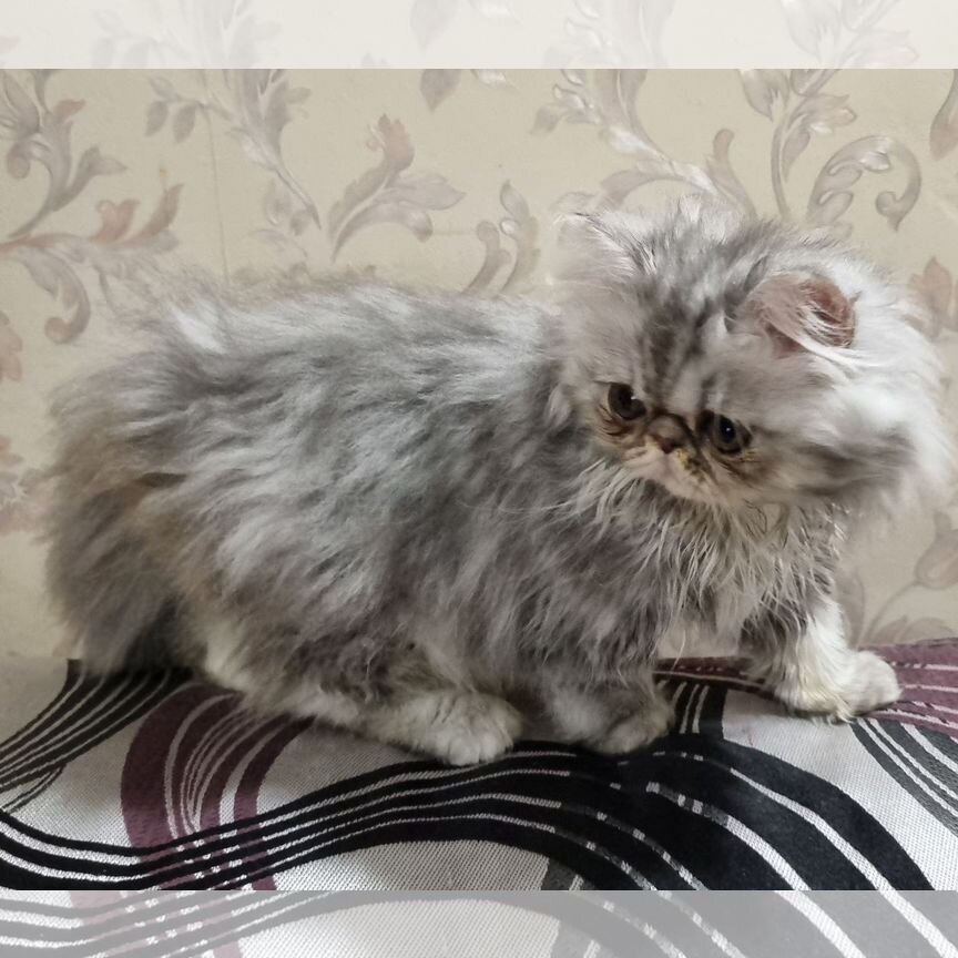Персидский котёнок