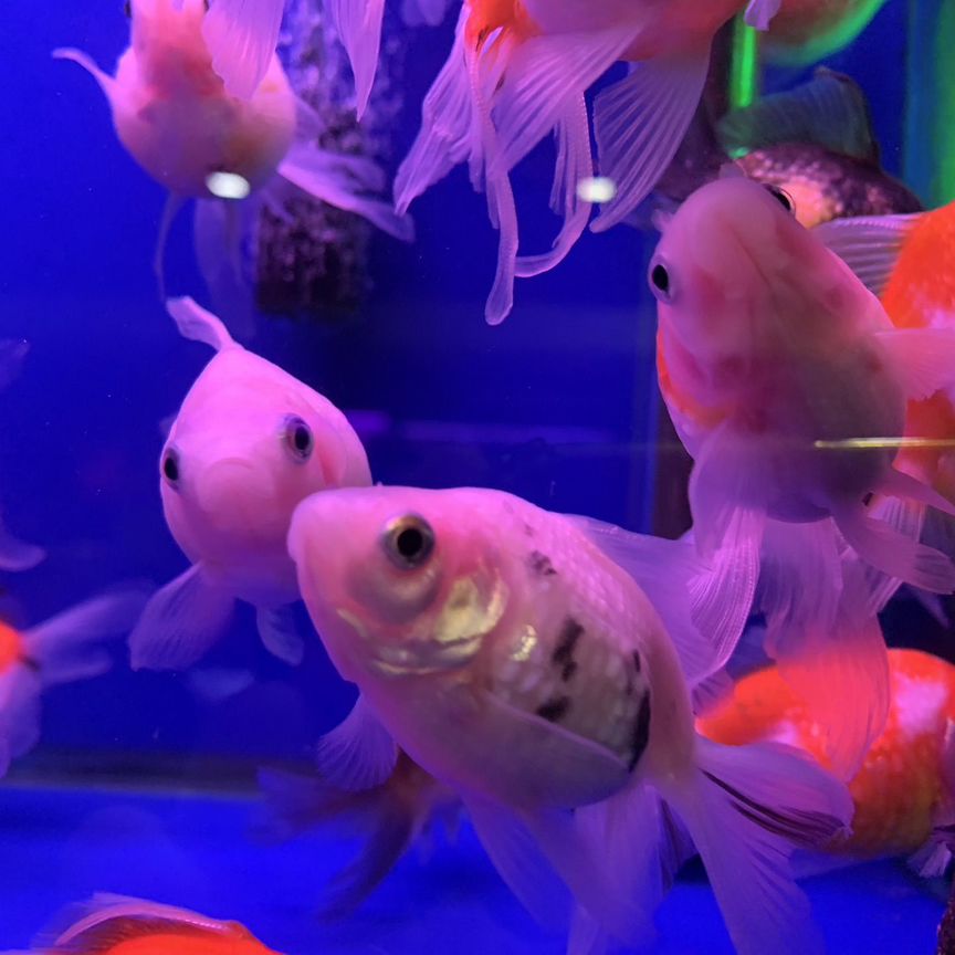 Золотые рыбки