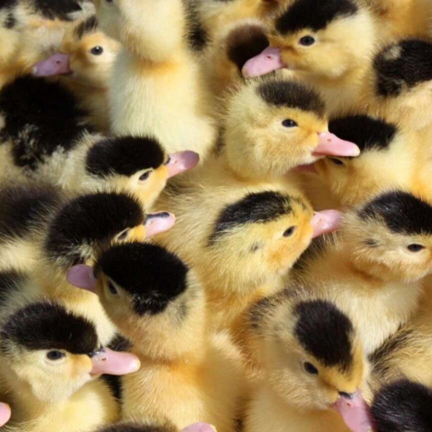 Муларды из фермерского хозяйства (СПб, ло)