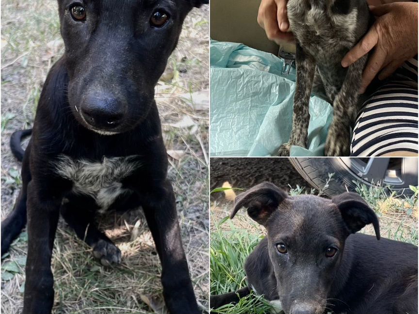 Щенки помесь курцхаара бесплатно