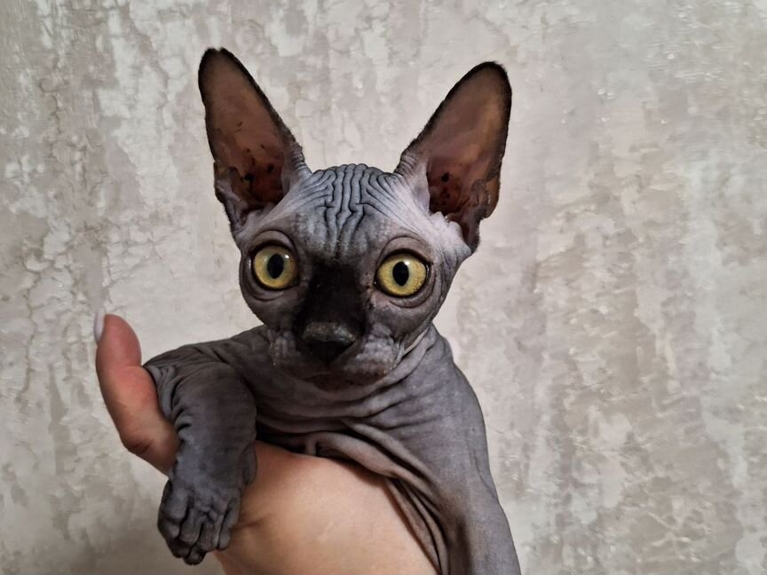 Канадский сфинкс