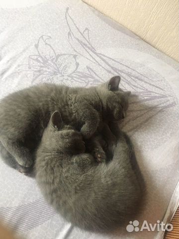 Британские котята