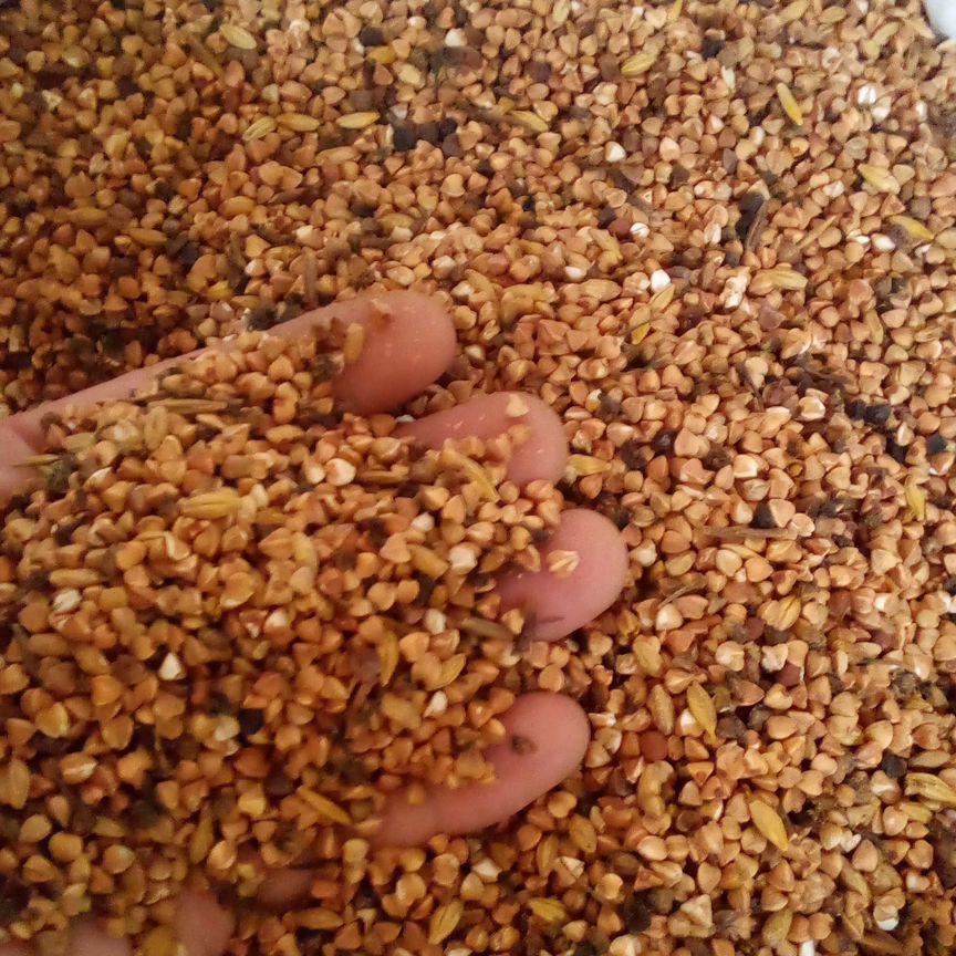 Гречневая зерносмесь для кур несушек