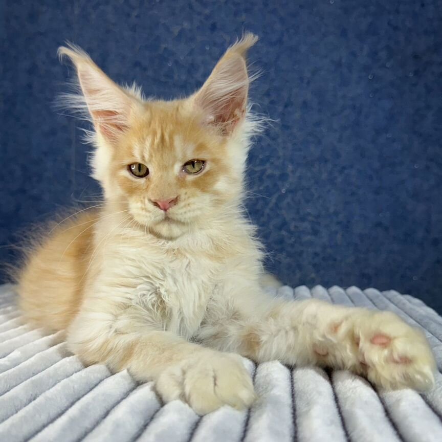 Мейн-кун котята