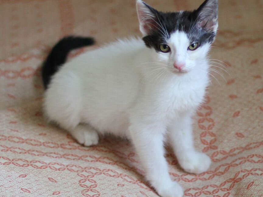 Котята