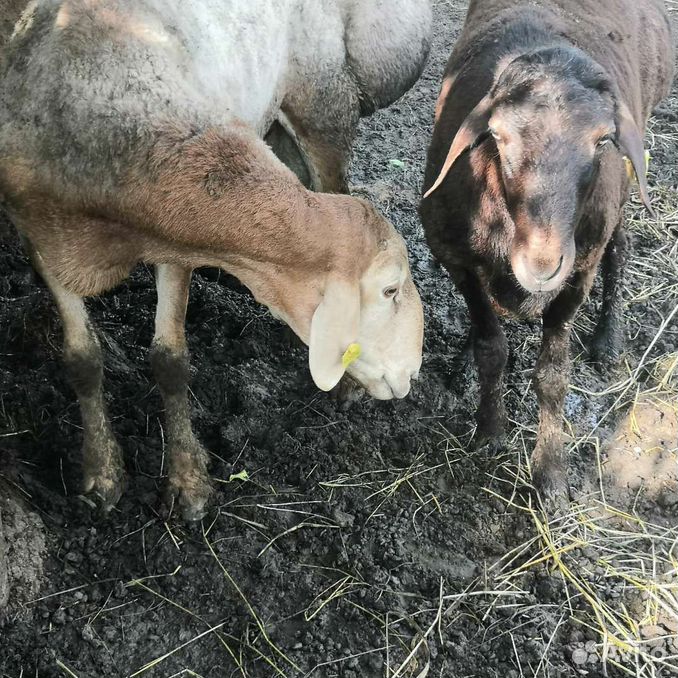 Бараны на племя