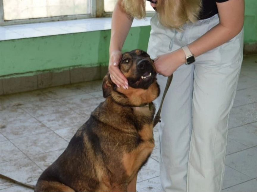 Собака Эльза в хорошие руки бесплатно