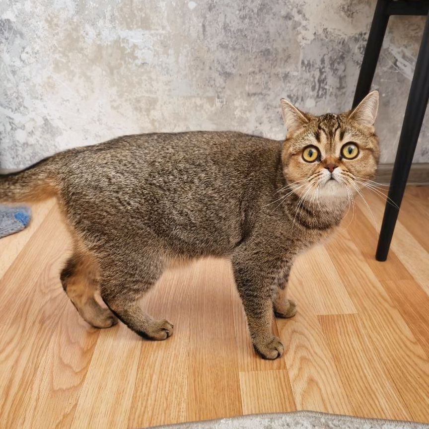 Шотландская золотая девочка