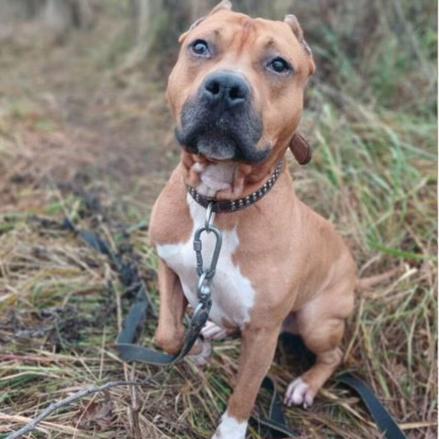 Американский стаффордширский терьер, взрослый пёс