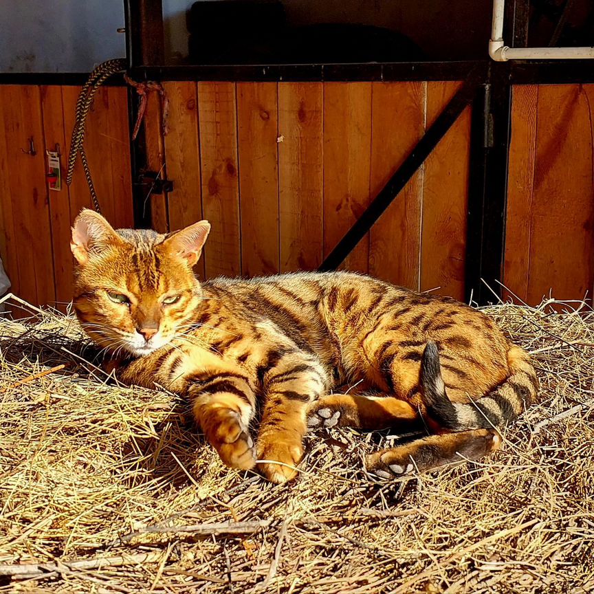 Сено в мешках