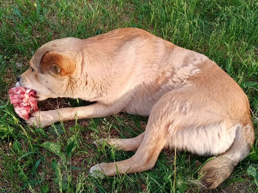 Щенок кабель, живёт на улице помогите 0рублей