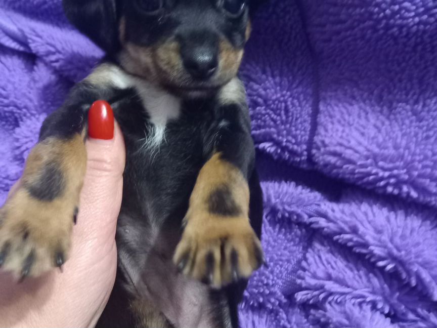 Той-терьер щенки