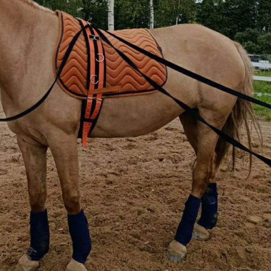 Амуниция для лошади