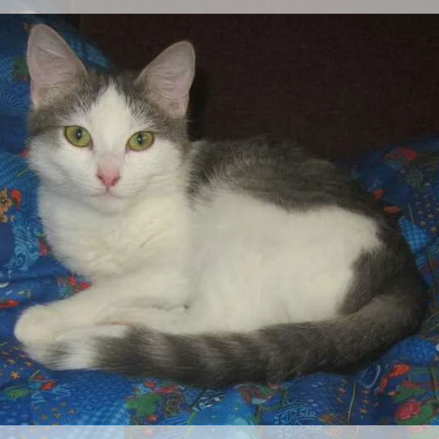 Ориентальный котёнок