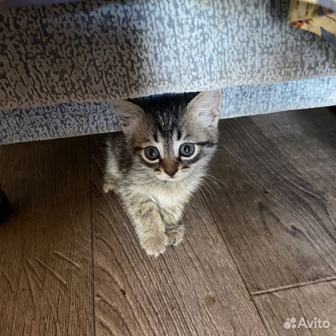 Котята бенгальские