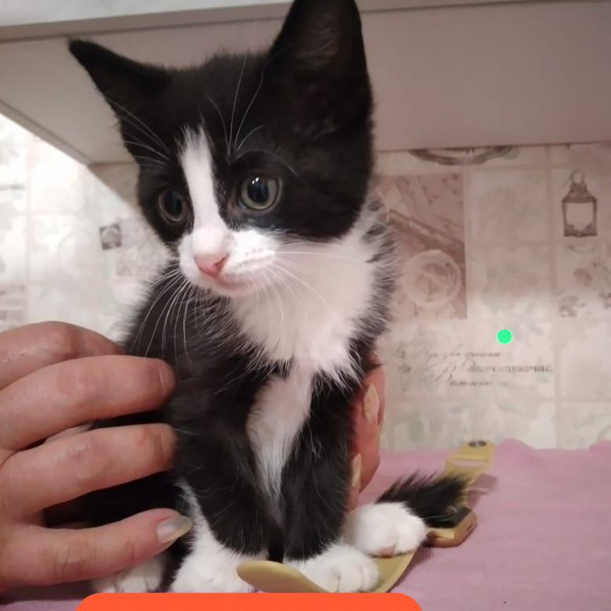 Котята 2 месяца домашние с доставкой