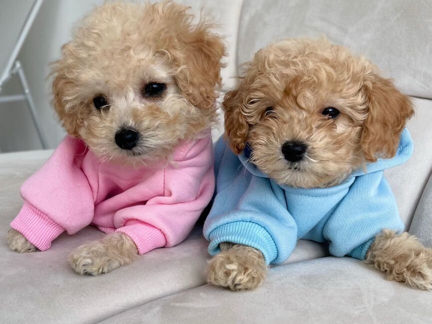 Щенки мальтипу мини