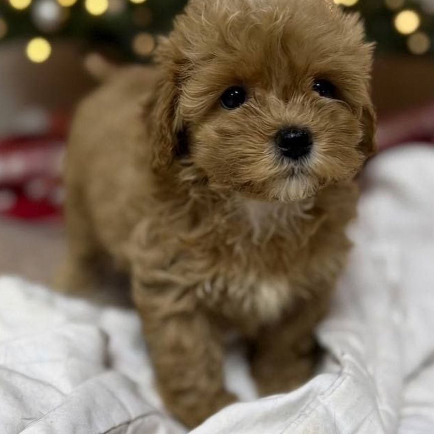 Мальтипу, щенок