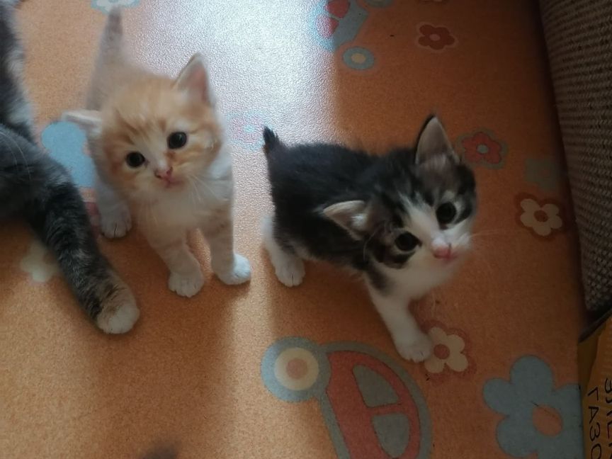 Котята