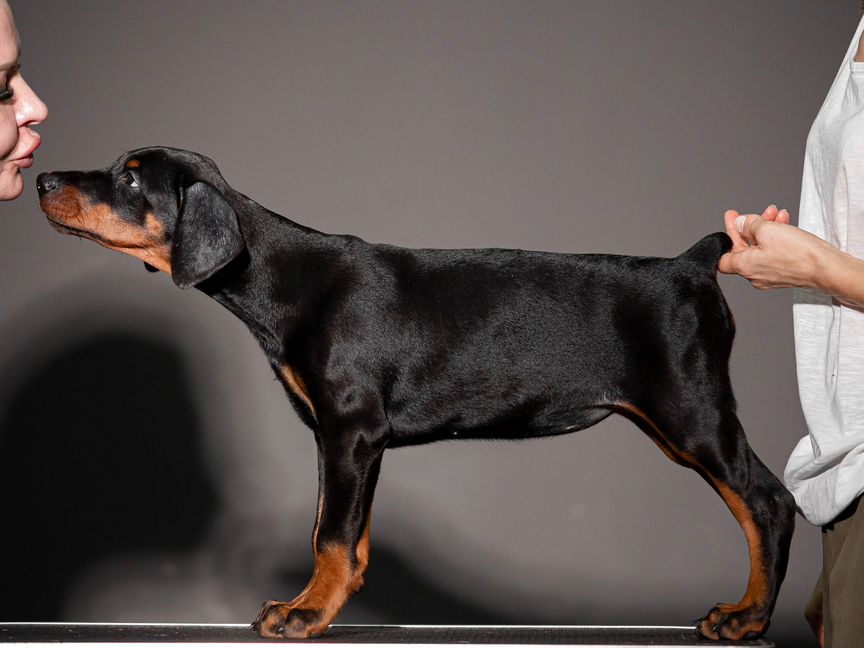 Щенки добермана с документами