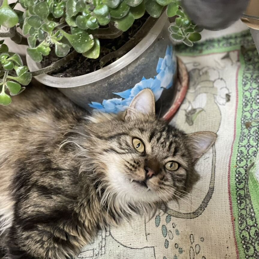 Котик бесплатно