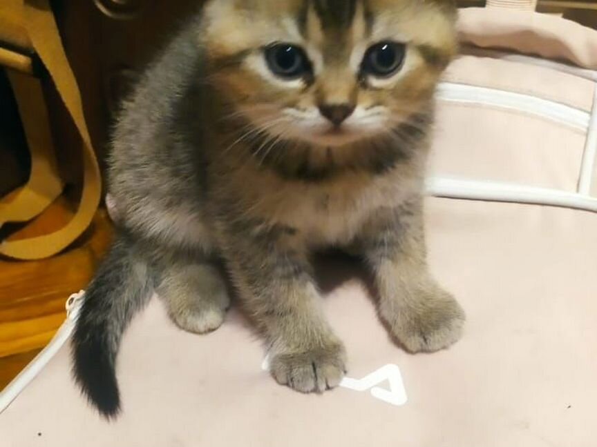 Шотландская серебристая шиншилла вислоухая шиншила