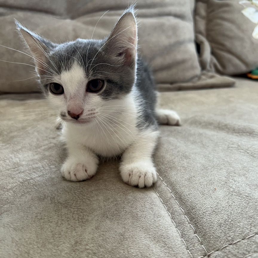 Котята в добрые руки бесплатно, 2 мальчика