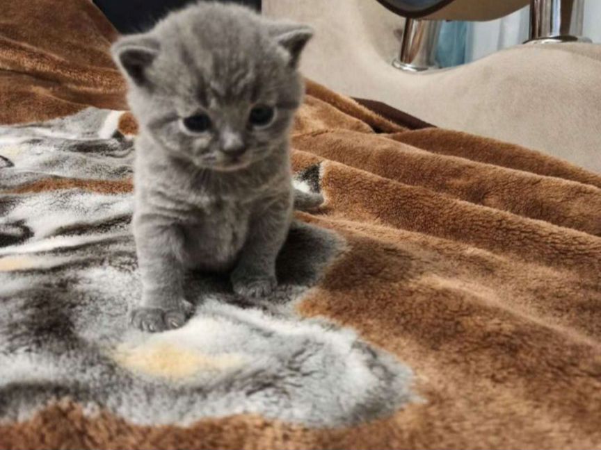 Британские котятки