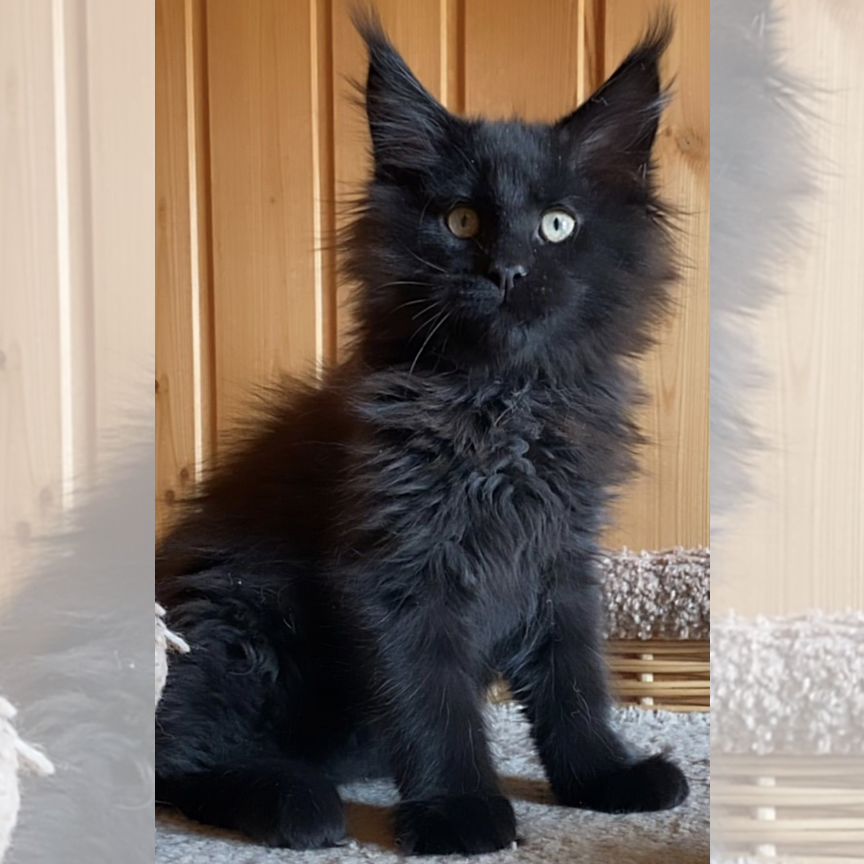 Мейн-кун котёнок