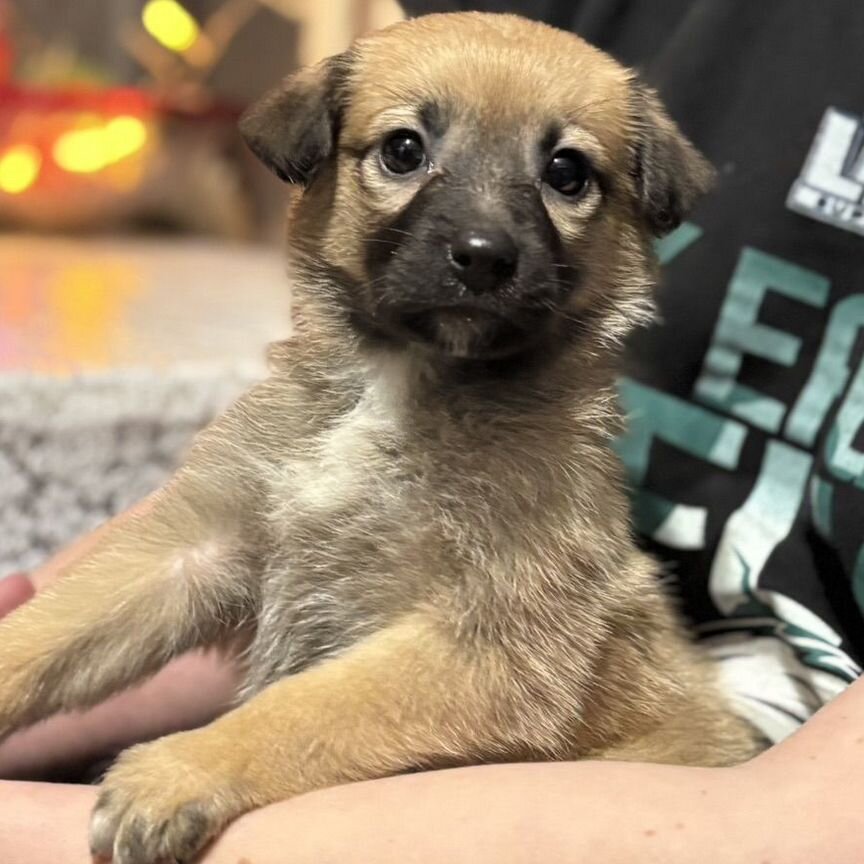 Щенок в добрые руки