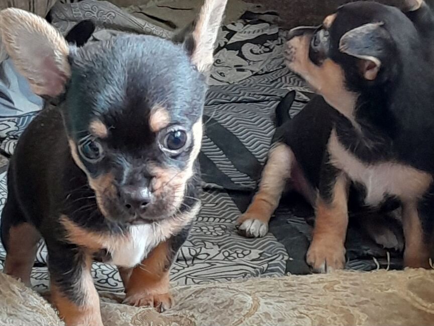 Лучшие друзья