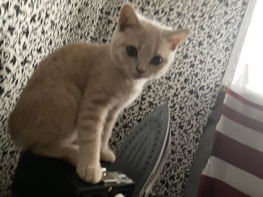Британский котенок