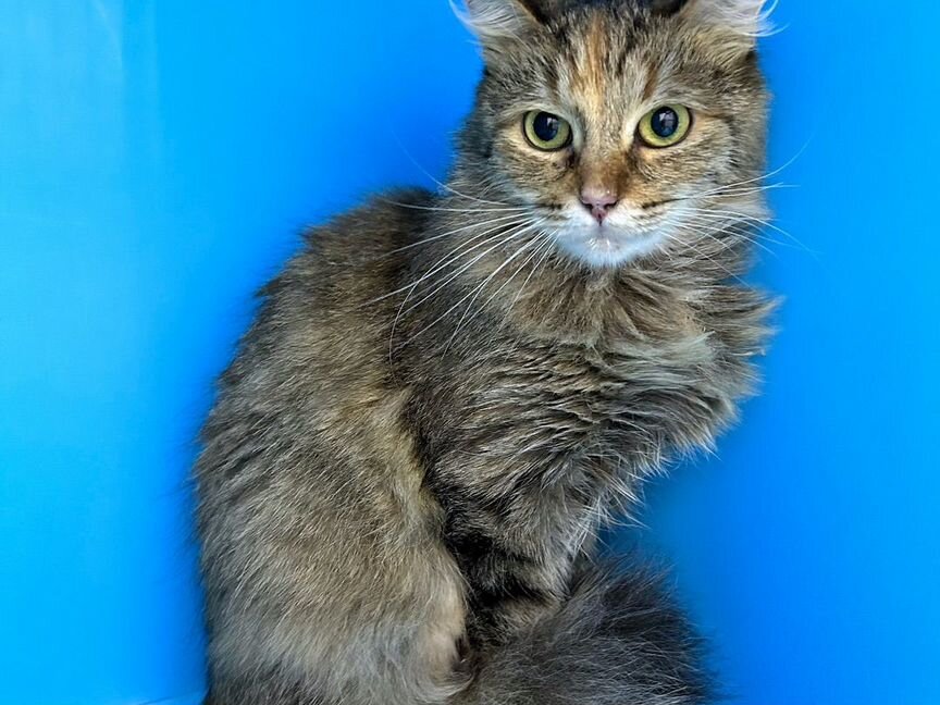 Кошка в добрые руки
