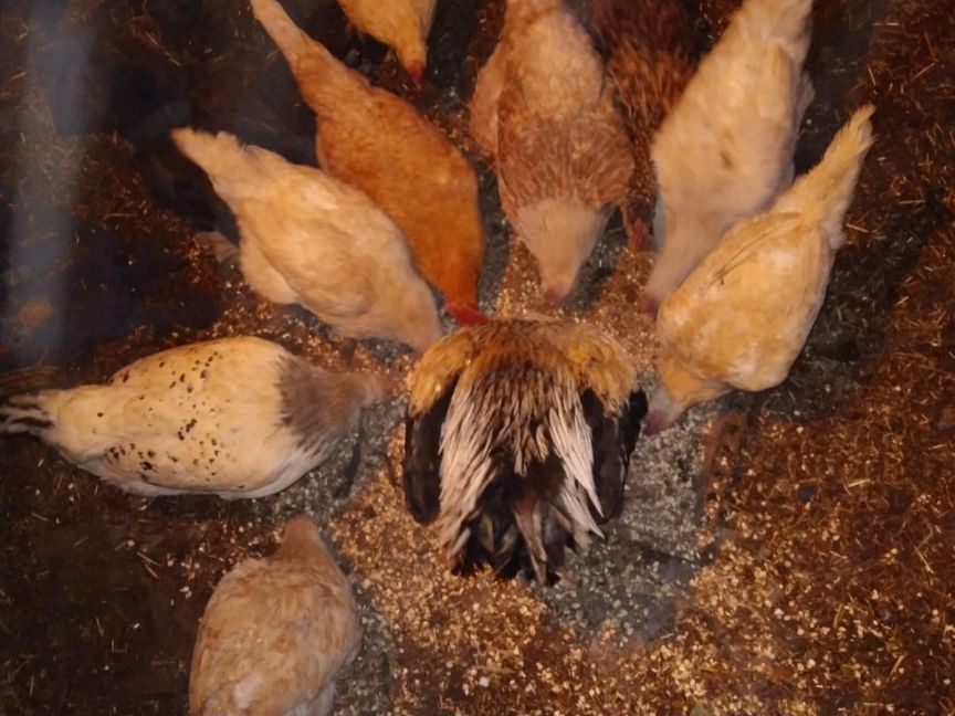 Куры несушки продам по 350 питух в падарок