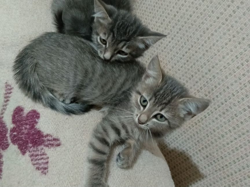 Кошка и кот. 3 мес