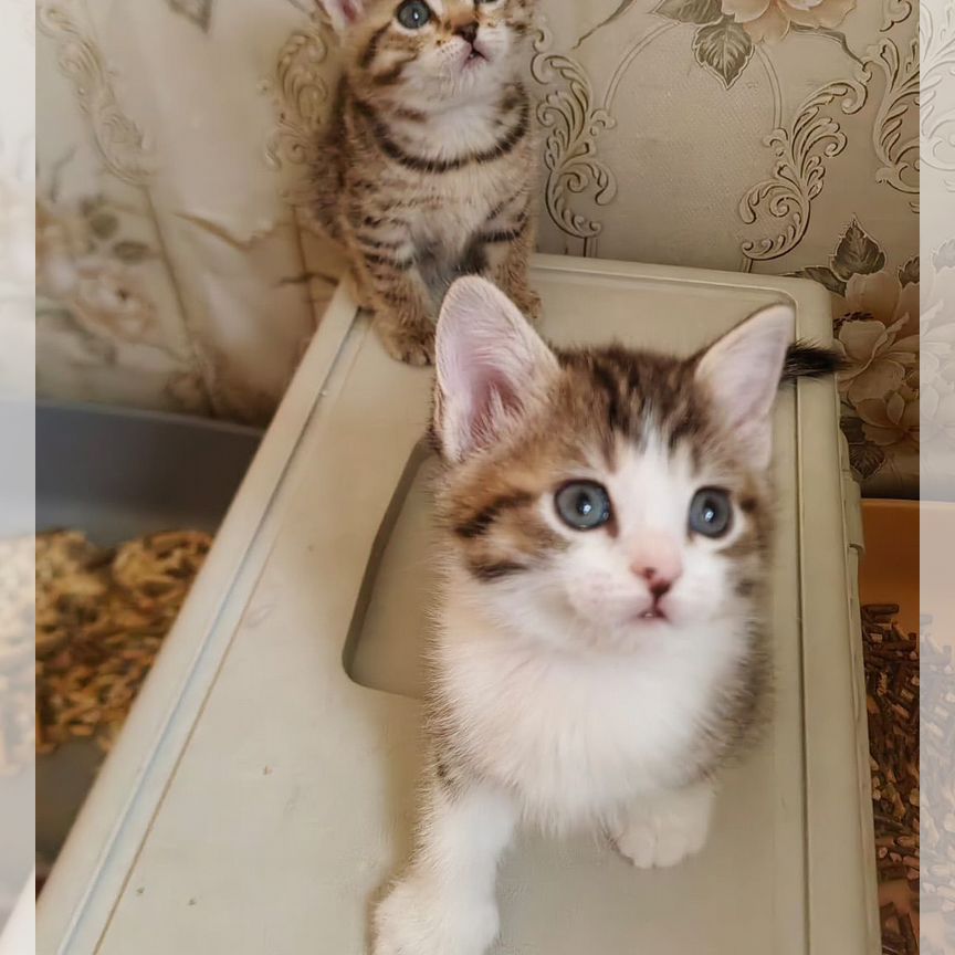 Котята