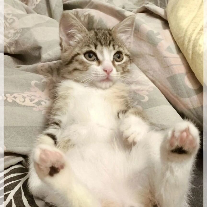 Котята мальчик и девочка, 2 месяца